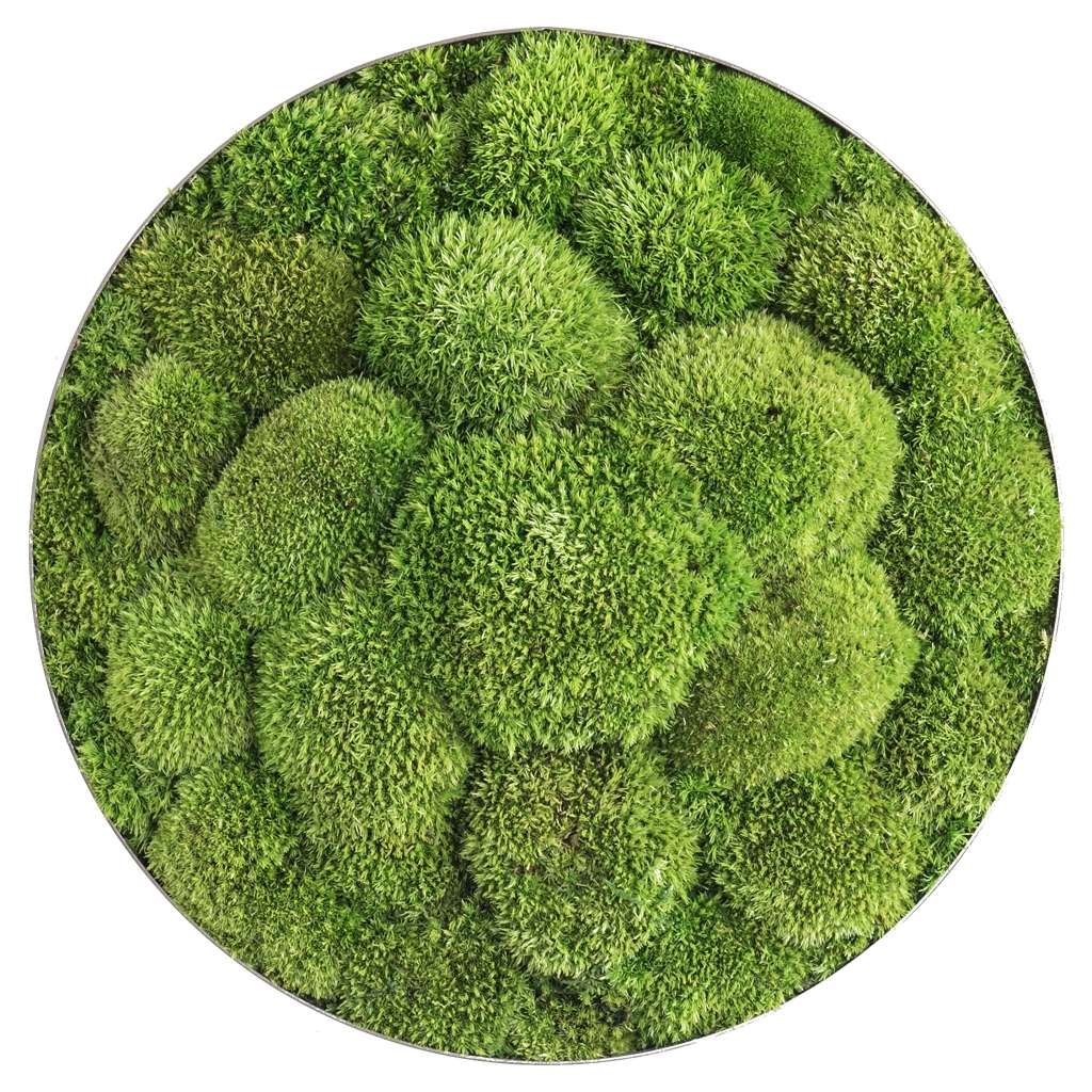 Rundes Moosbild Kugelmoos | Wandgestaltung von INWERK | Inwerk Büromöbel